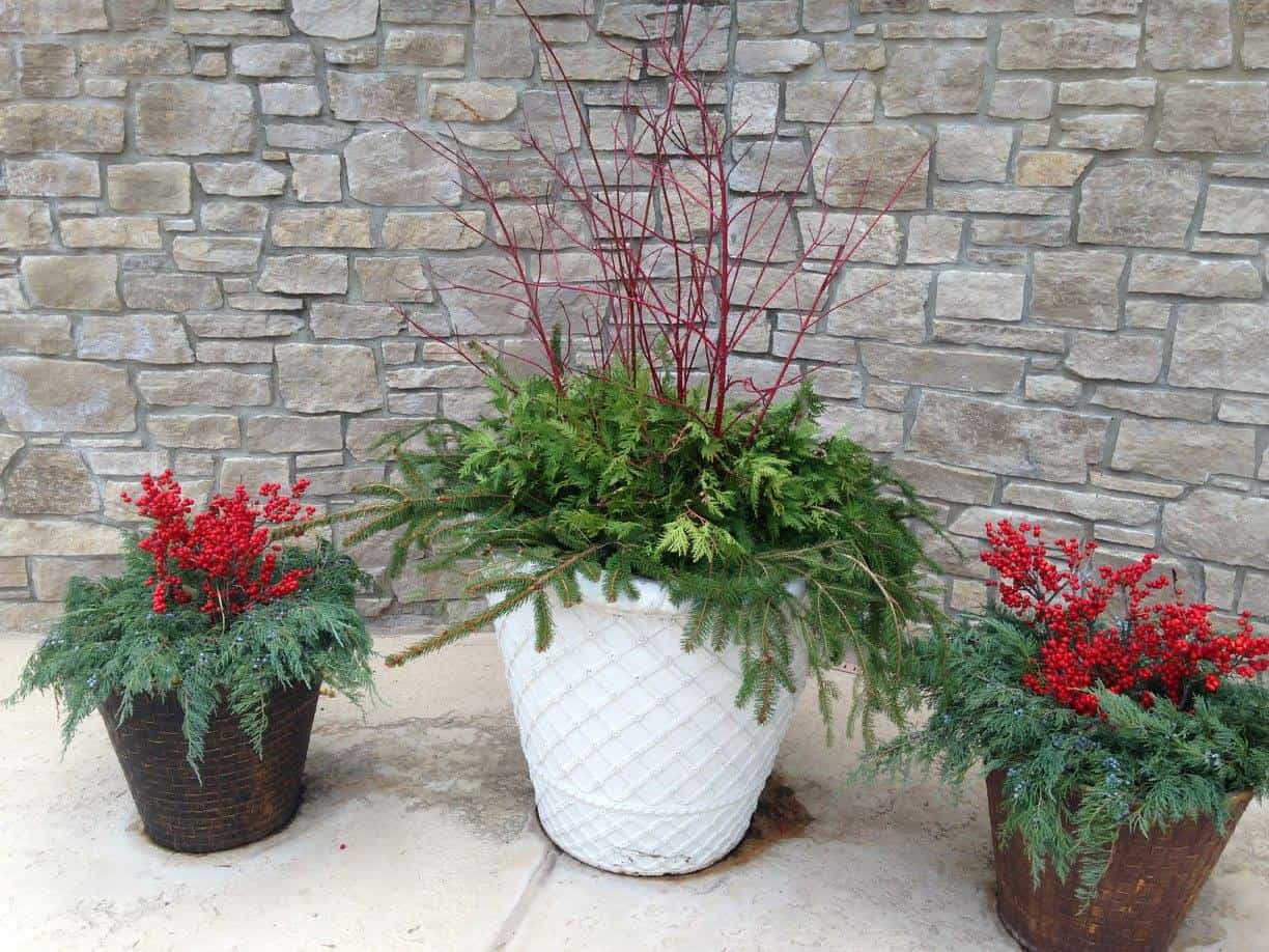 Creating Winter Interest Containers – Focal Pointe